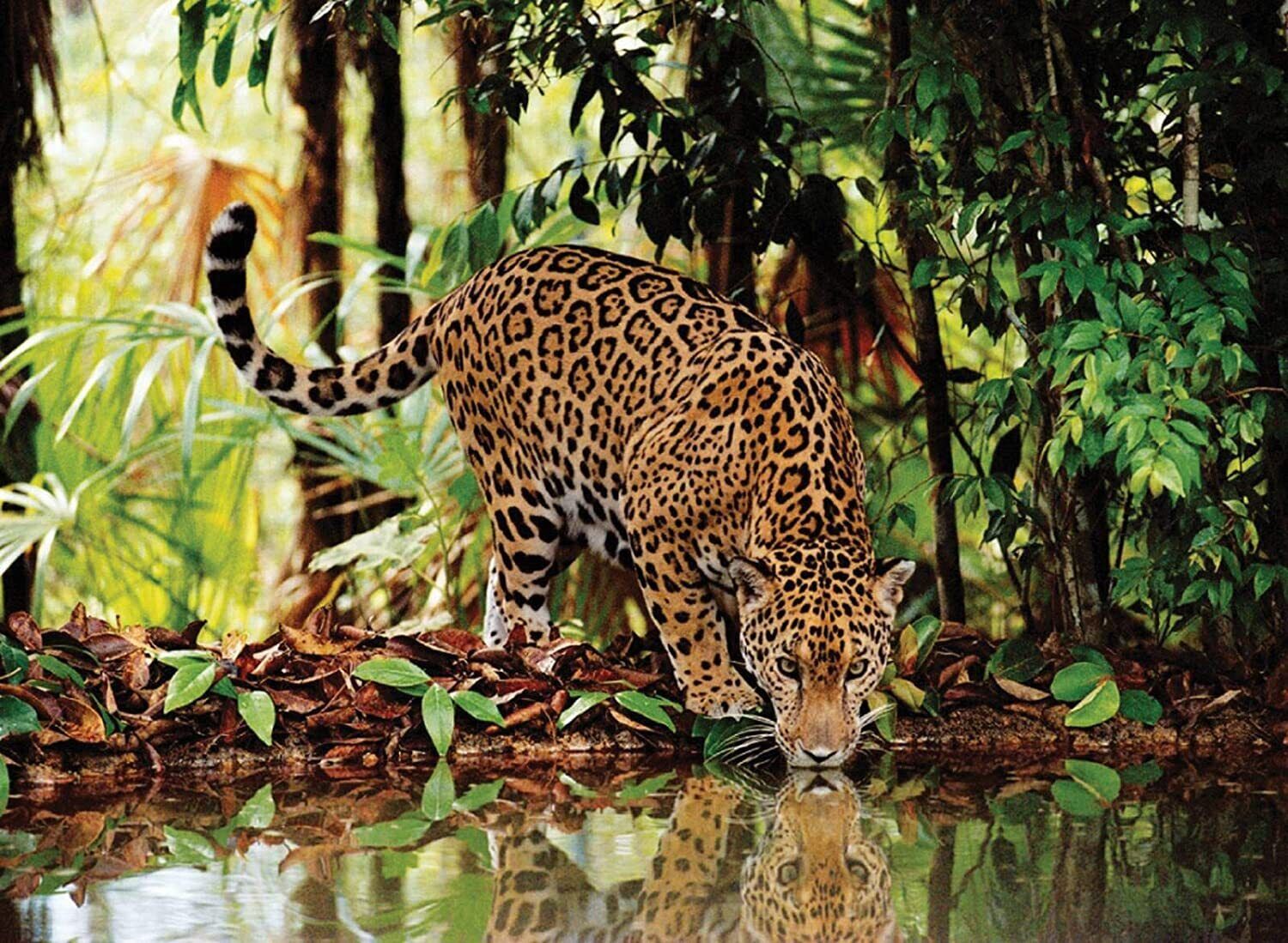 Buy Clementoni - Leopard Puzzle 2000pc